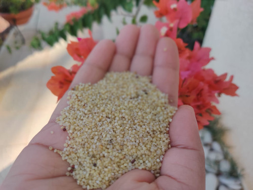 Super Food of Uttarakhand - 100% Natural & Pure Jhangora Rice ...