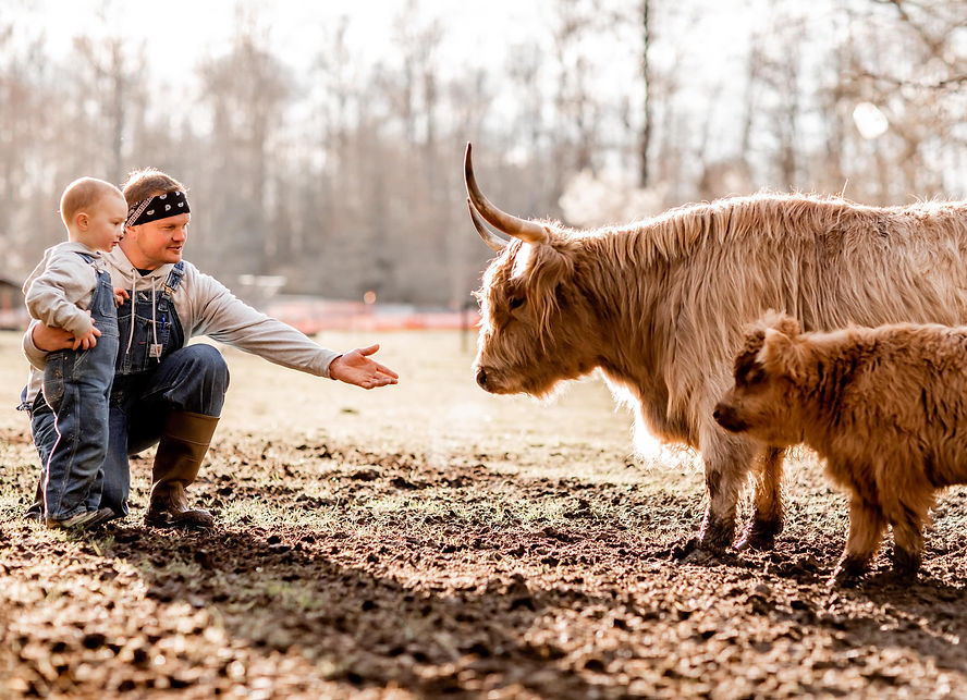 Breeding + Buying Mini Cattle | Rocking L Ranch