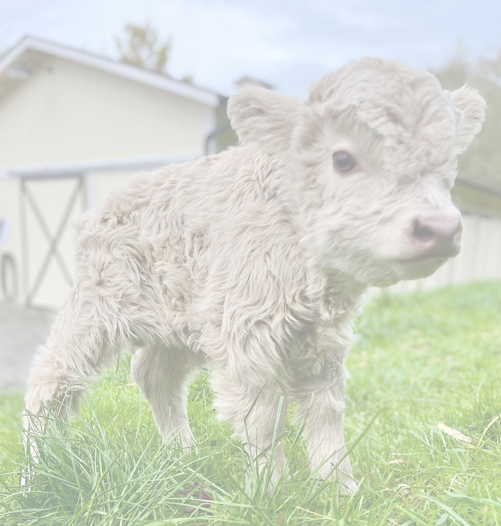 MICRO/MINI HIGHLAND CALVES AVAILABLE NOW | Rocking L Ranch