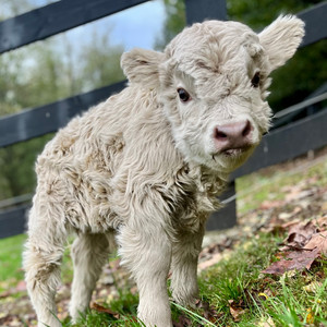 MICRO/MINI HIGHLAND CALVES AVAILABLE NOW | Rocking L Ranch