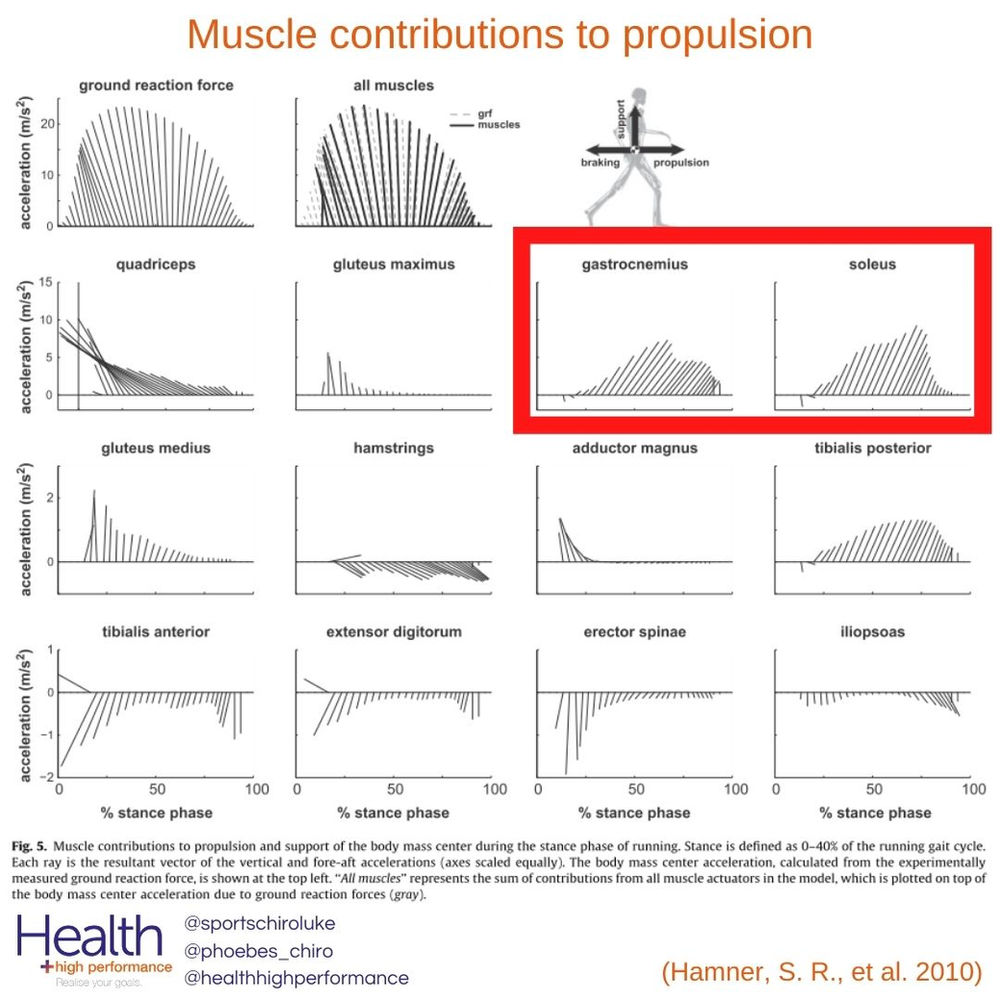 Runners, what's your number? Calf strength