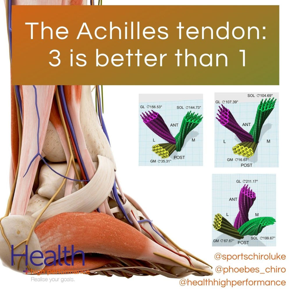 The Achilles tendon: 3 is better than 1