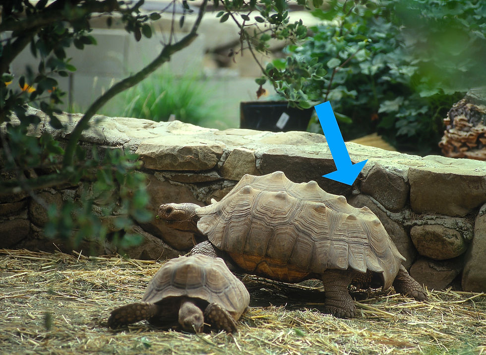 Tortoise Shell Deformities: A View from the Inside