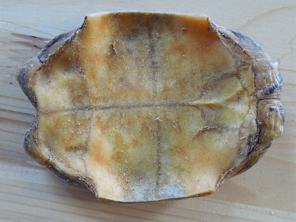 Tortoise Shell Deformities: A View from the Inside