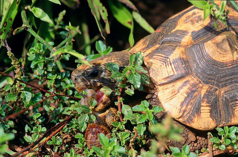 Feeding Tortoises: Avoiding Dietary Disasters