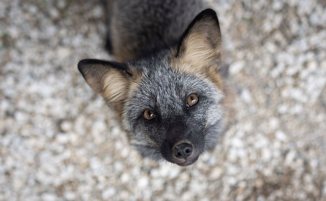 pet grey fox