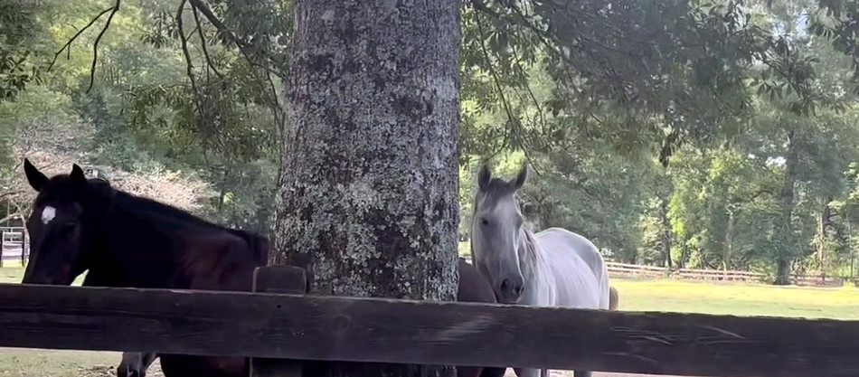 BOARDING | Agape Ranch LA