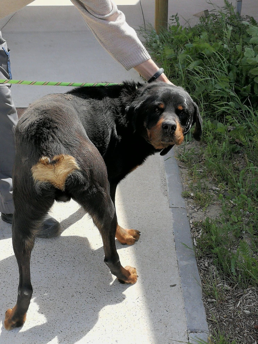Animaux perdus-trouvés - Toutou Finder