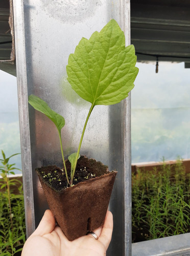 Cutleaf Coneflower | Forest View