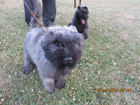 Bouvier photo gallery, Bouvier Kennel, Bouvier Puppies