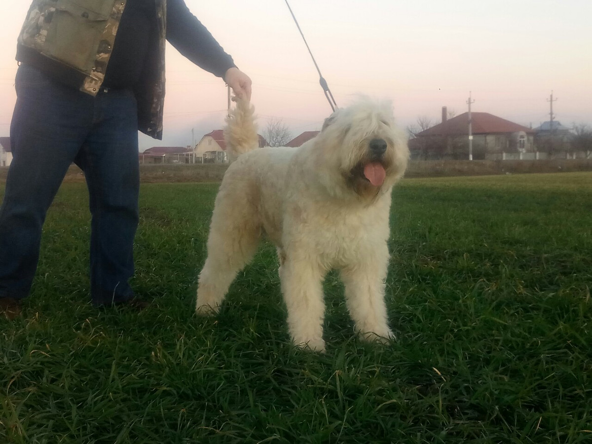 Bouvier from kitsis kennel | Grey Tetis Jewel Bianka