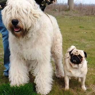 Bouvier photo gallery, Bouvier Kennel, Bouvier Puppies