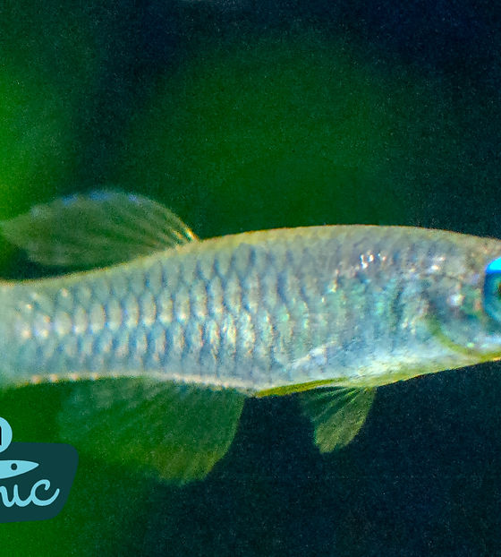 are killifish aggressive