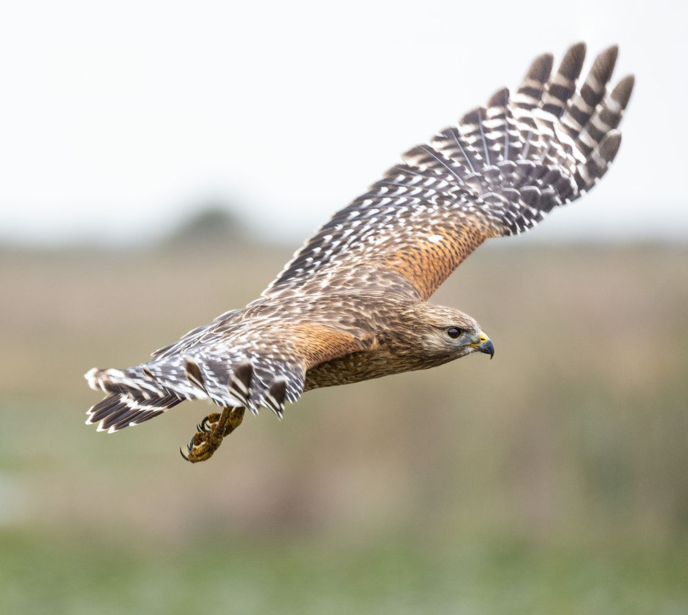 Red-shouldered Hawk in Flight | Photo Masters