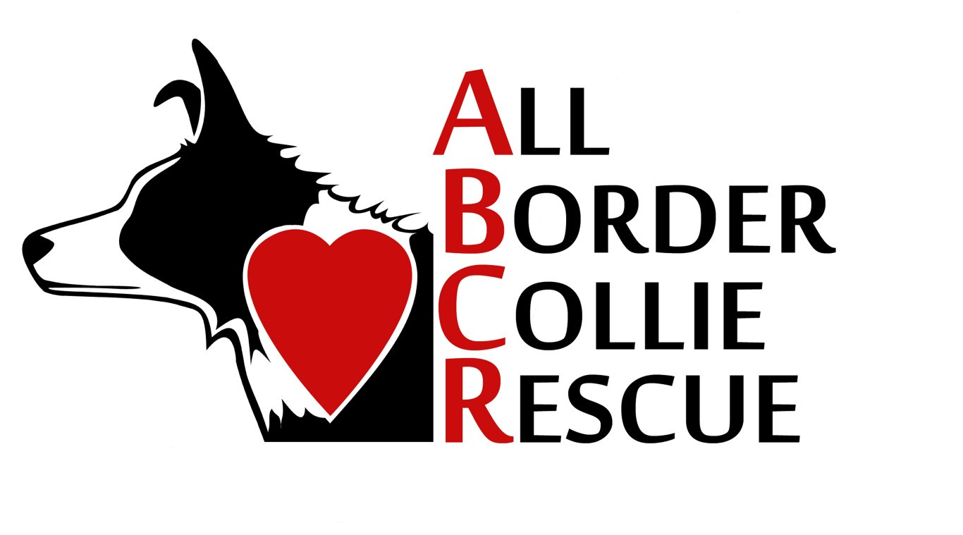 border collie rescue