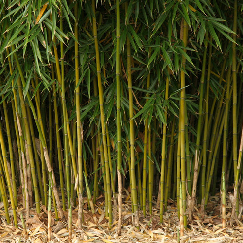 100 Seeds Umbrella Bamboo (Fargesia Robusta) | www.bamboo-seeds.com