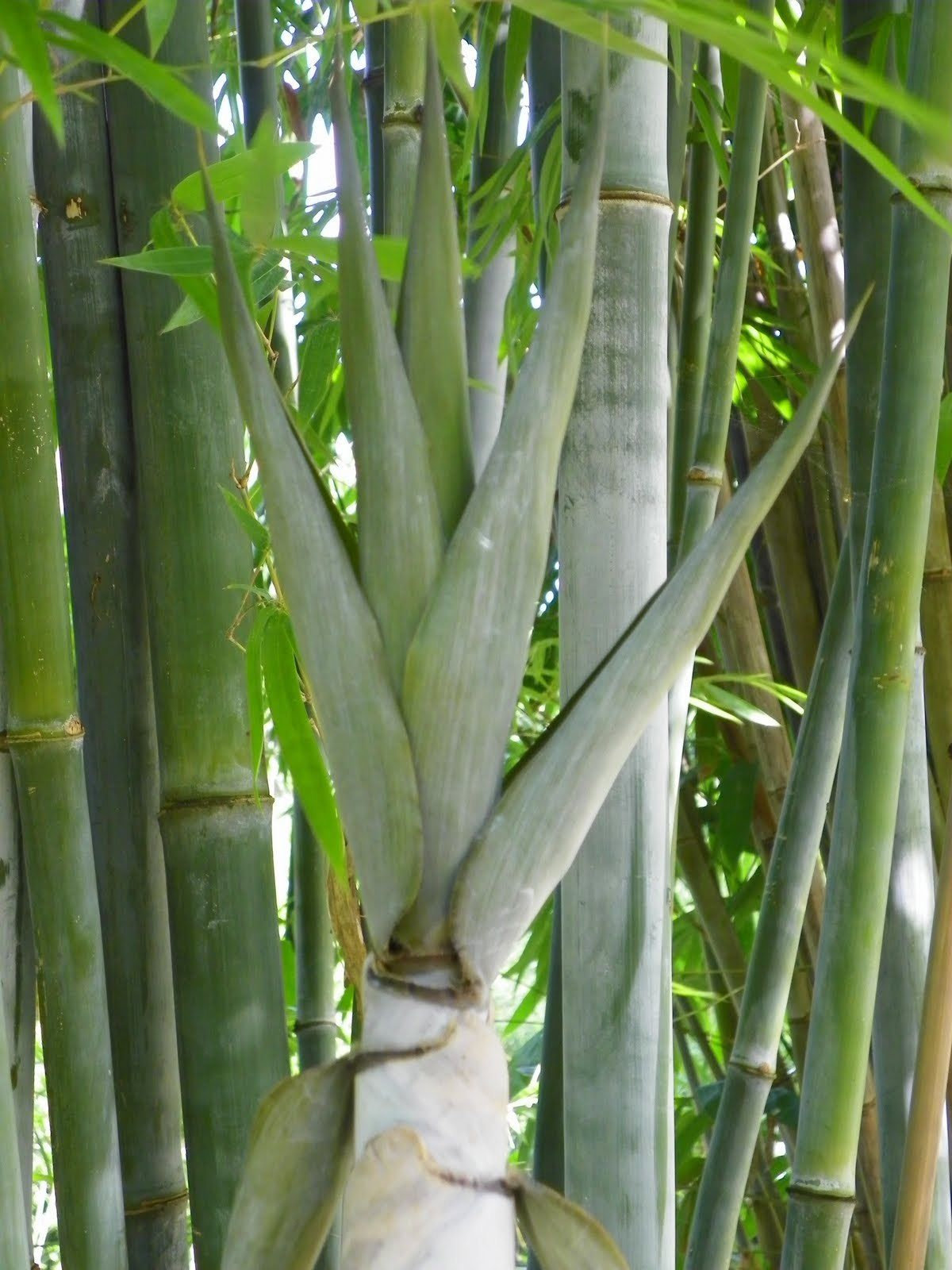 100 Sementes Bambu Azul (Bambusa Chungii) | bambooseeds