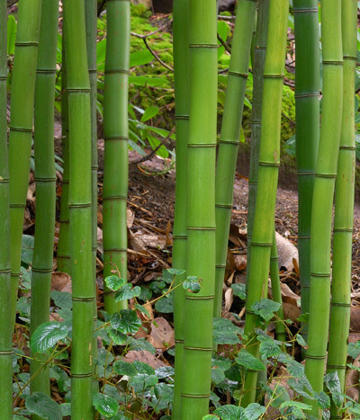 Timber Bamboo (Phyllostachys Vivax)
