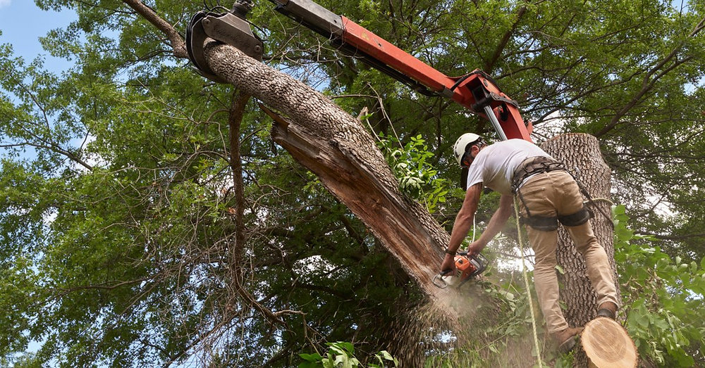 A Complete Guide to Seasonal Tree Maintenance in Florida