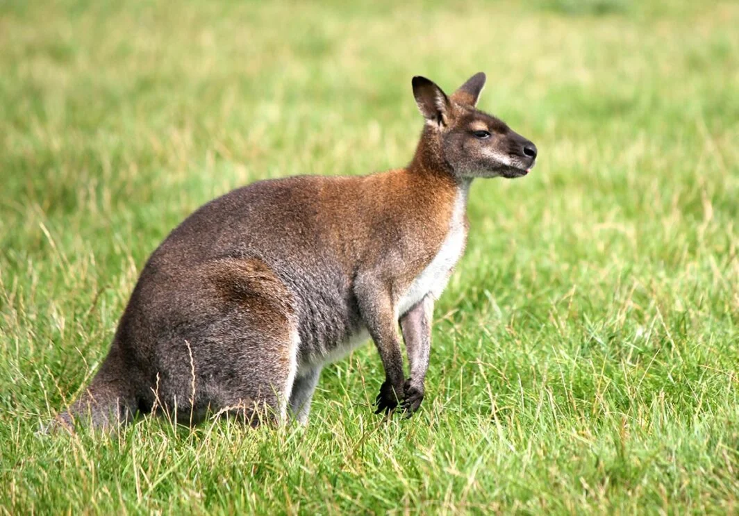 OTHER GAME | blackstoneOutfitters