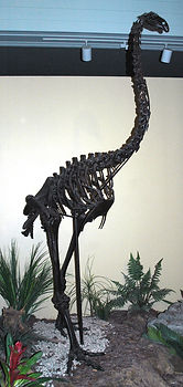 Moa Bones | Cromwell Museum | Cromwell