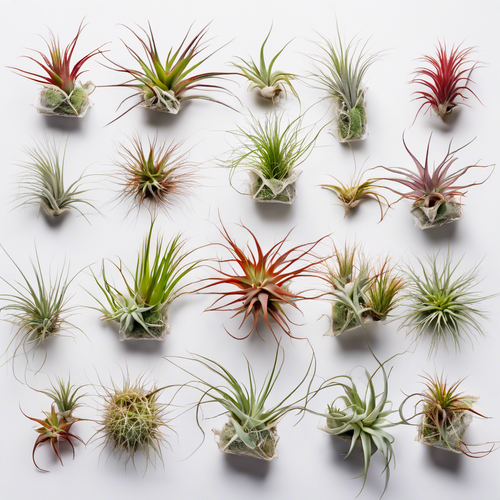 Air Plant Variety Pack | Thrive