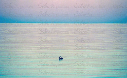 Bronze Sea Pelican | Silver Argentum