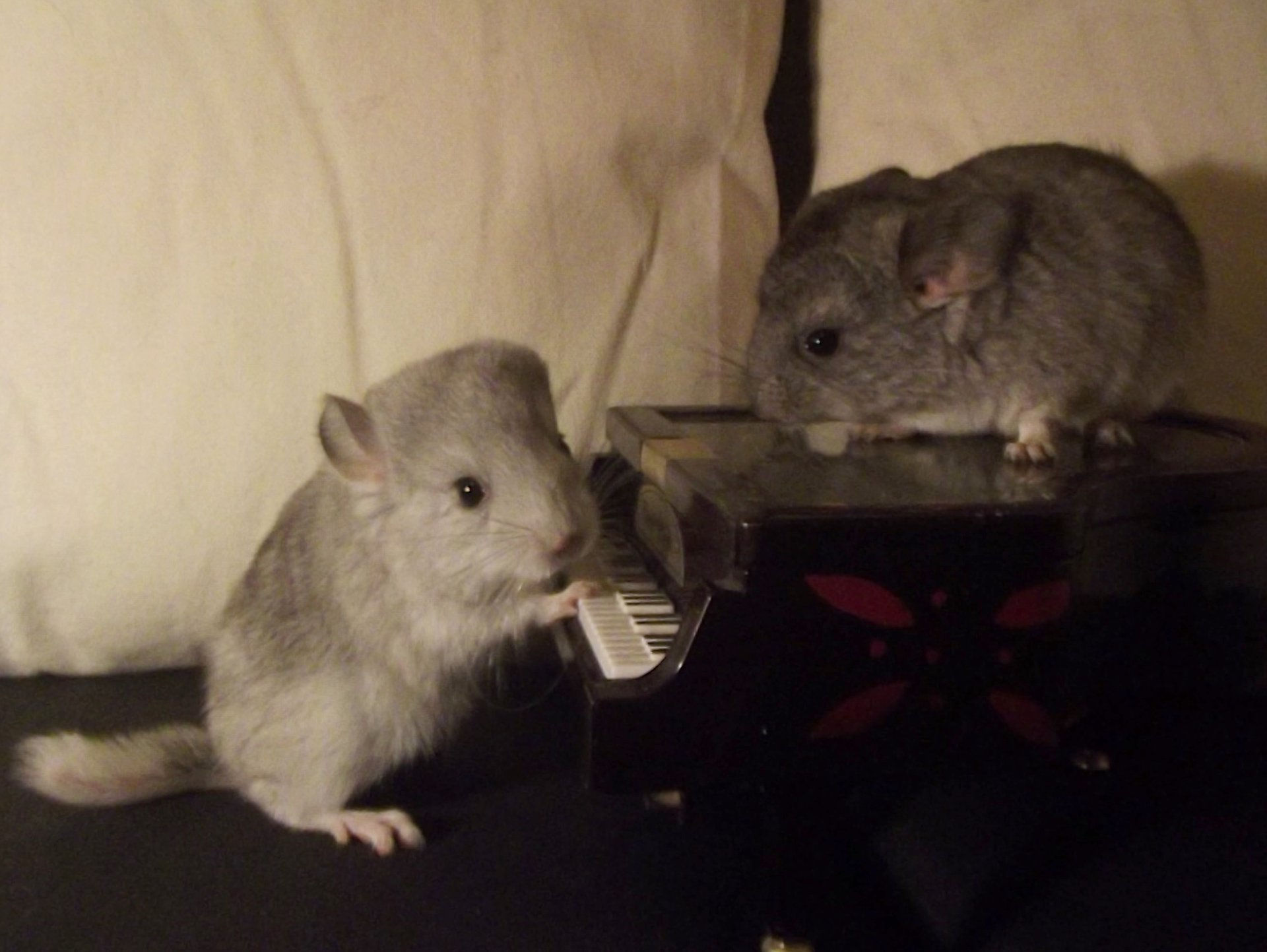 Angora Chinchillas | chinchillaz