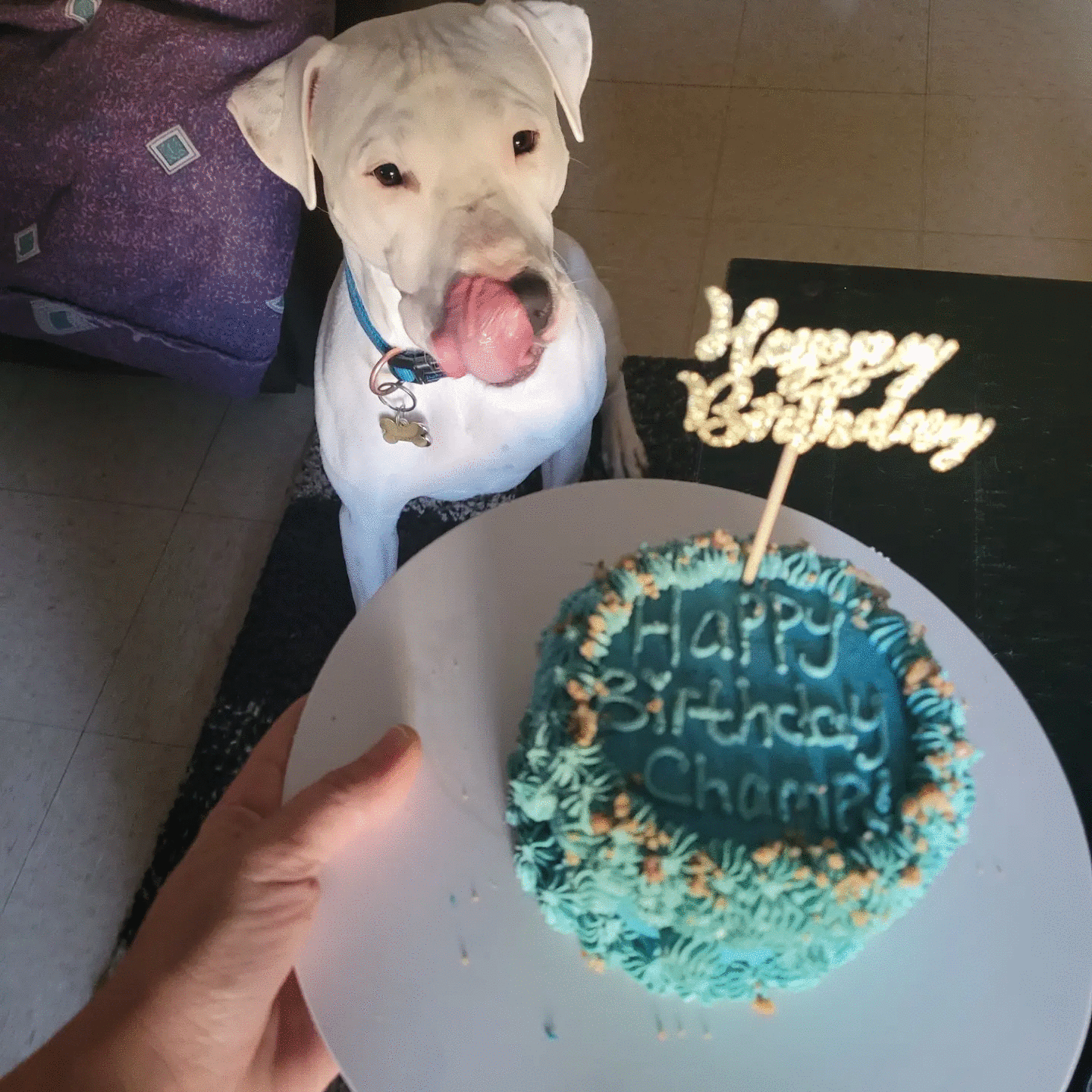 Mini Dog Cake | wag&meowpetbakery