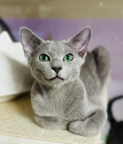 250 Beti (PL) purebred Russian blue female kitten | Kittens Up
