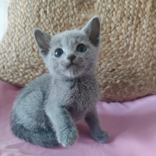 174 Gretta (R) purebred Russian blue female kitten | Kittens Up