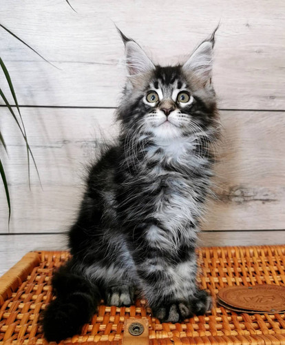 748 Martin (U) Maine Coon male kitten | Kittens Up