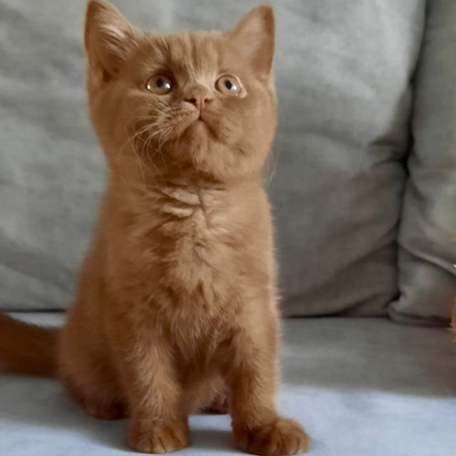 472 Daniella (B) British shorthair female kitten | Kittens Up