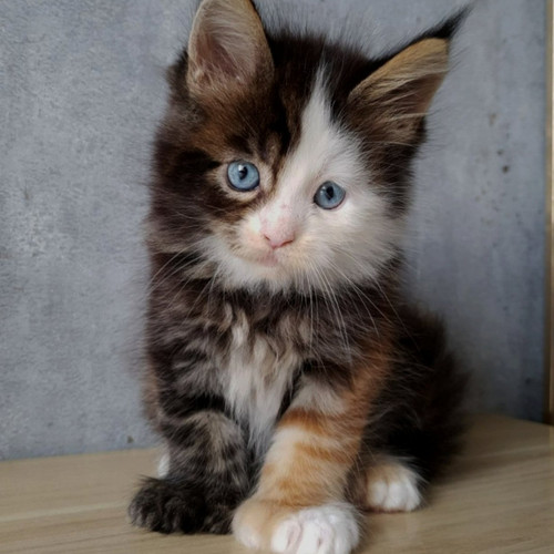 700 Jessica (B) Maine Coon Polydactyl female kitten | Kittens Up