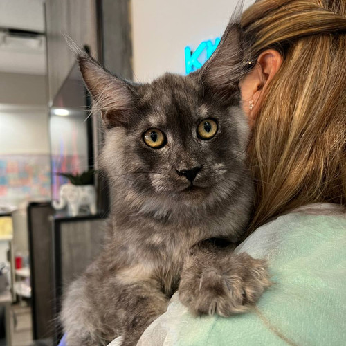 1066 Odyssey purebred Maine Coon Male Kitten | Kittens Up