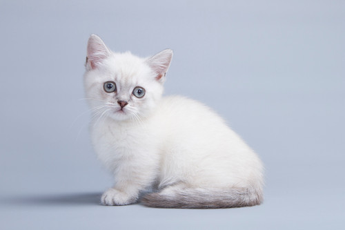 901 Gommer (U) Munchkin shorthair male kitten | Kittens Up