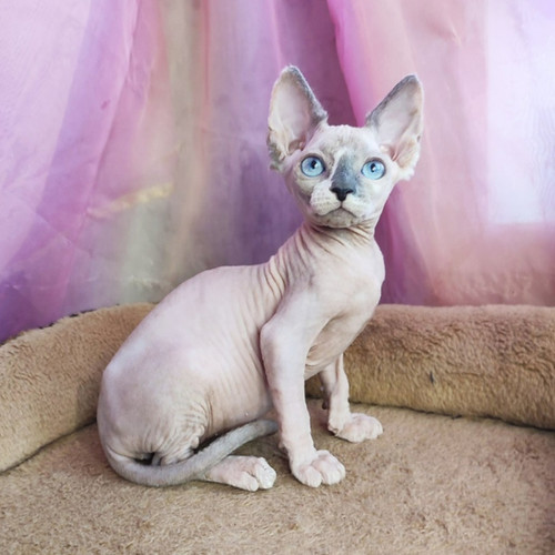 618 Wendy (U) female Sphynx kitten | Kittens Up