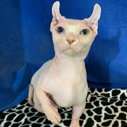 343 Lina (R) Dwelf female kitten | Kittens Up