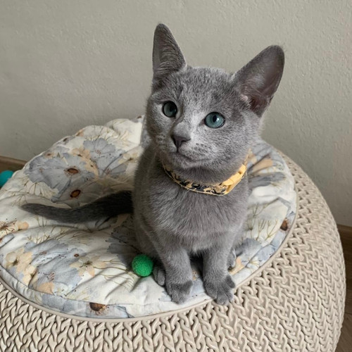519 Zizi (PL) purebred Russian blue female kitten | Kittens Up