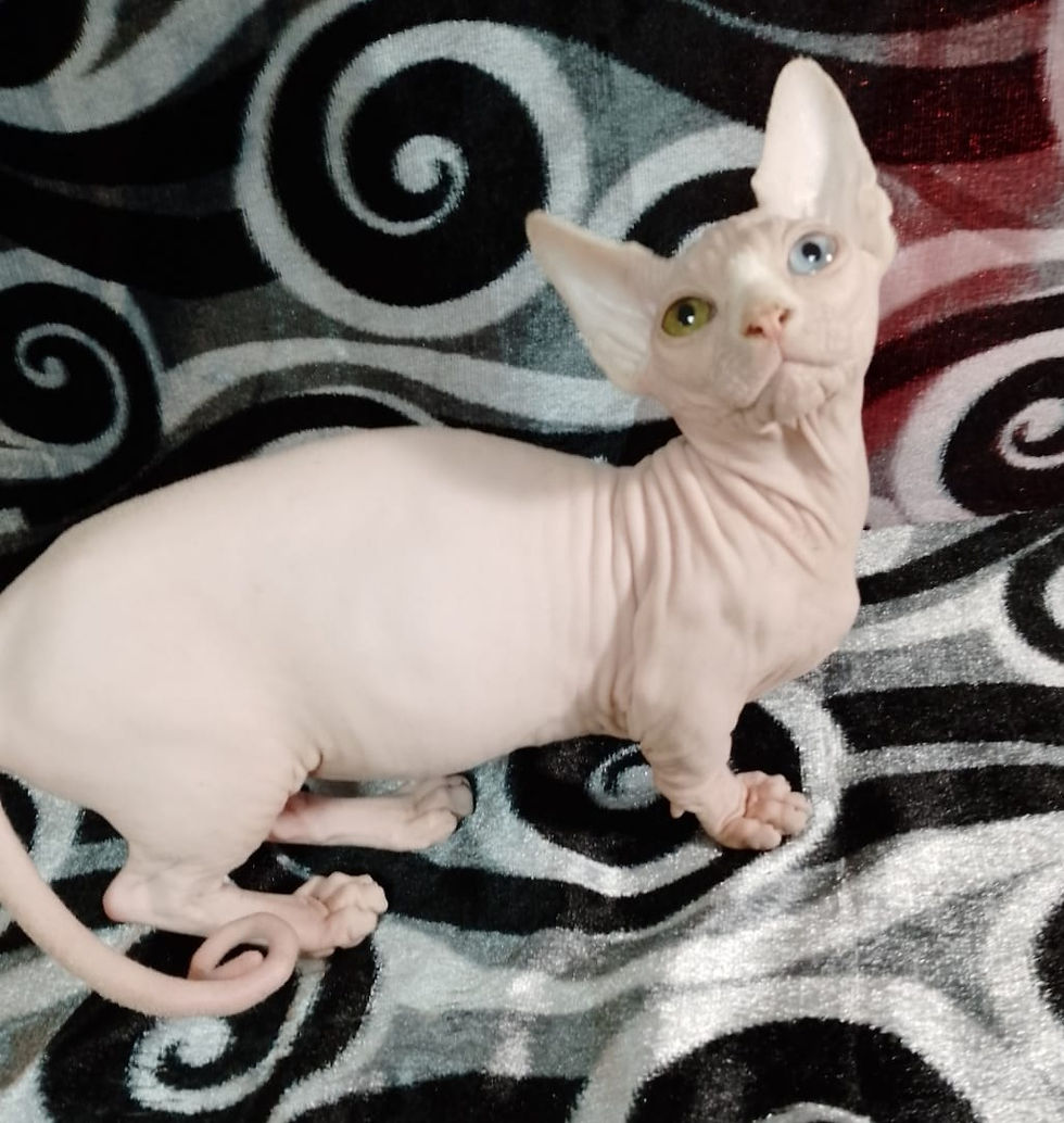 Sphynx kittens for sale | Kittens Up