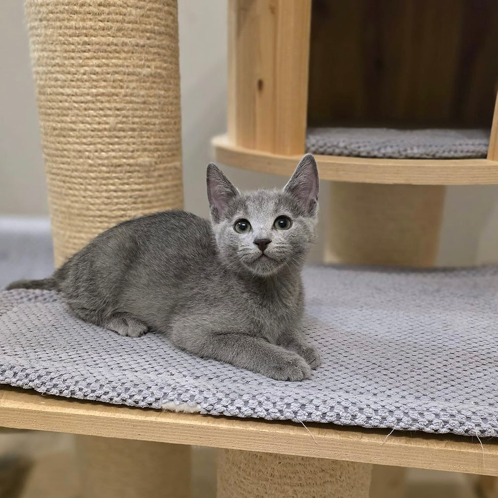 Buy Russian Blue Kittens & Cats from Top USA Breeders