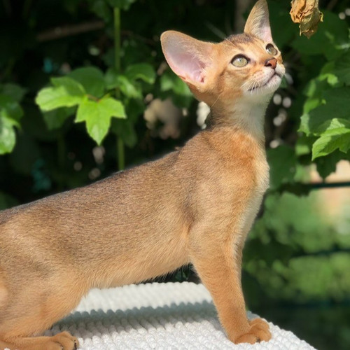 274 Ivar (R) purebred Abyssinian male kitten | Kittens Up