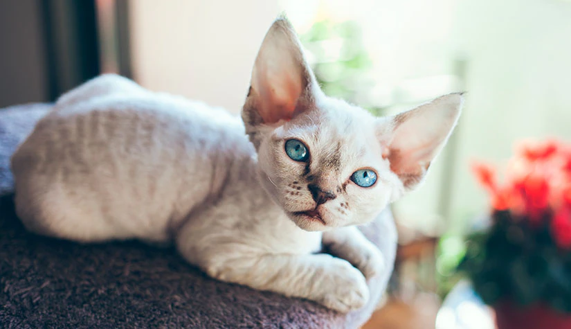 do devon rex cats make good pets