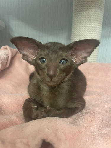 225 Zeus (R) Oriental male kitten | Kittens Up