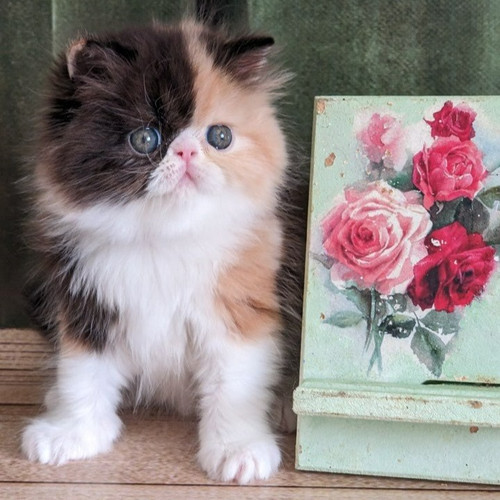 102 Milana (U) Persian female kitten | Kittens Up