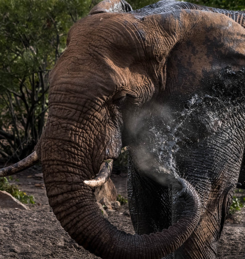 Klipspringer Hide | Klipspringer