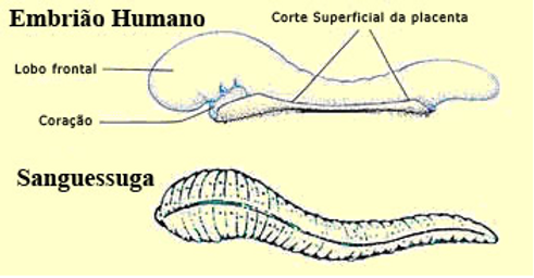 O DESENVOLVIMENTO EMBRIONÁRIO HUMANO