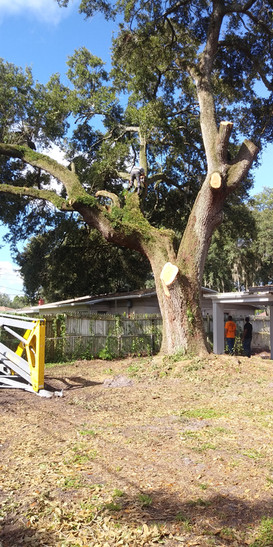 Tree Removal | Tree Removal, Trimming and Land Clearning | Florida