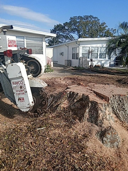 Tree Removal | Tree Removal, Trimming and Land Clearning | Florida