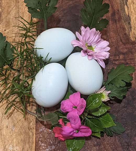 ameraucana eggs